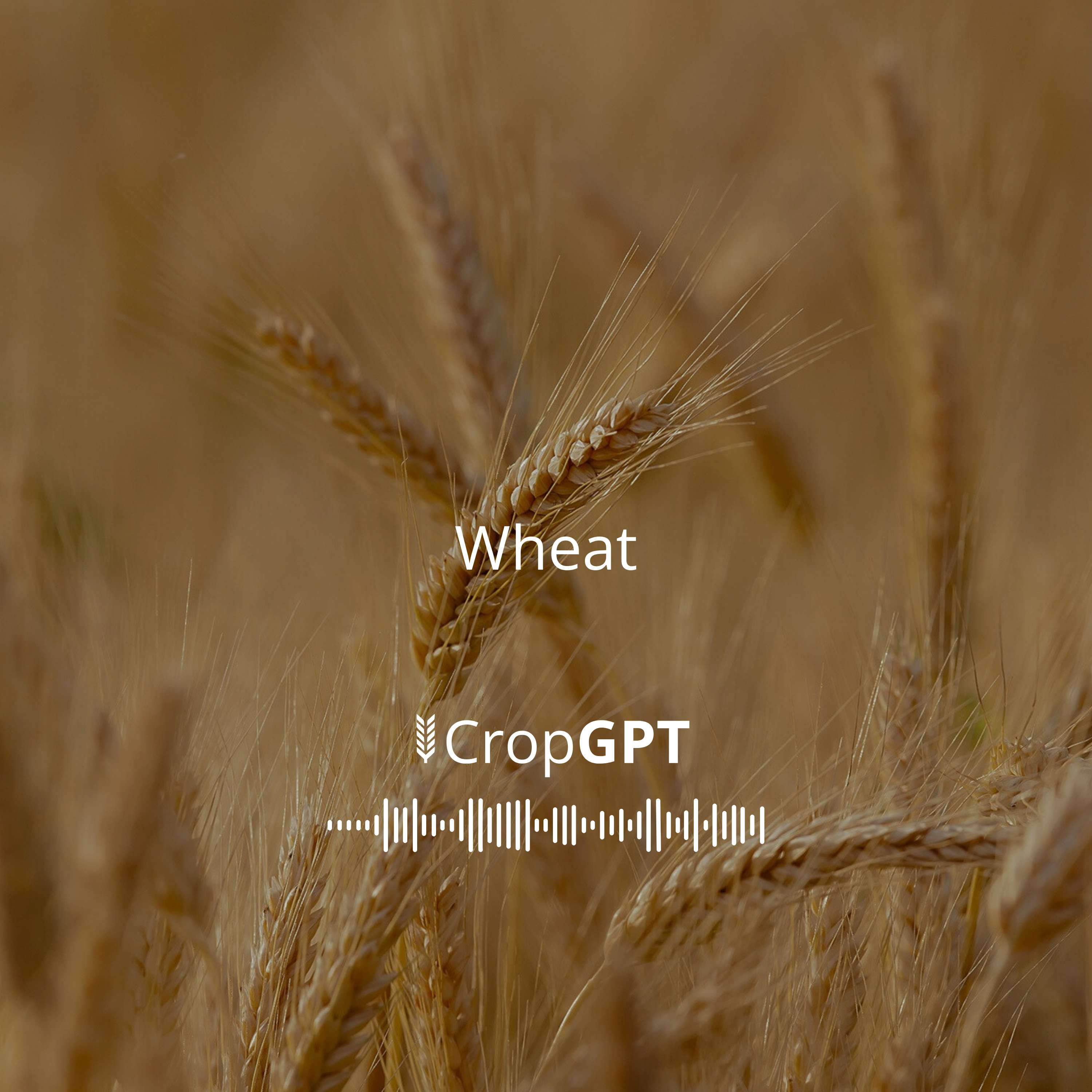 CropGPT - Wheat - Week 3 - CropGPT Soft Commodity Pricing