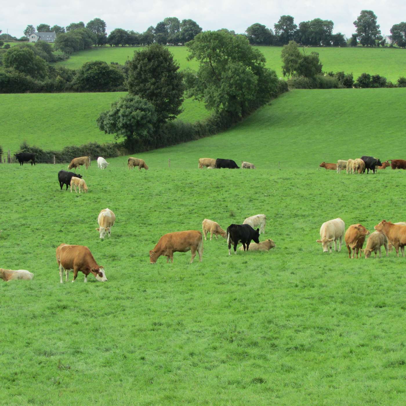 All you need to know about the SCEP course – The Beef Edge – Podcast ...