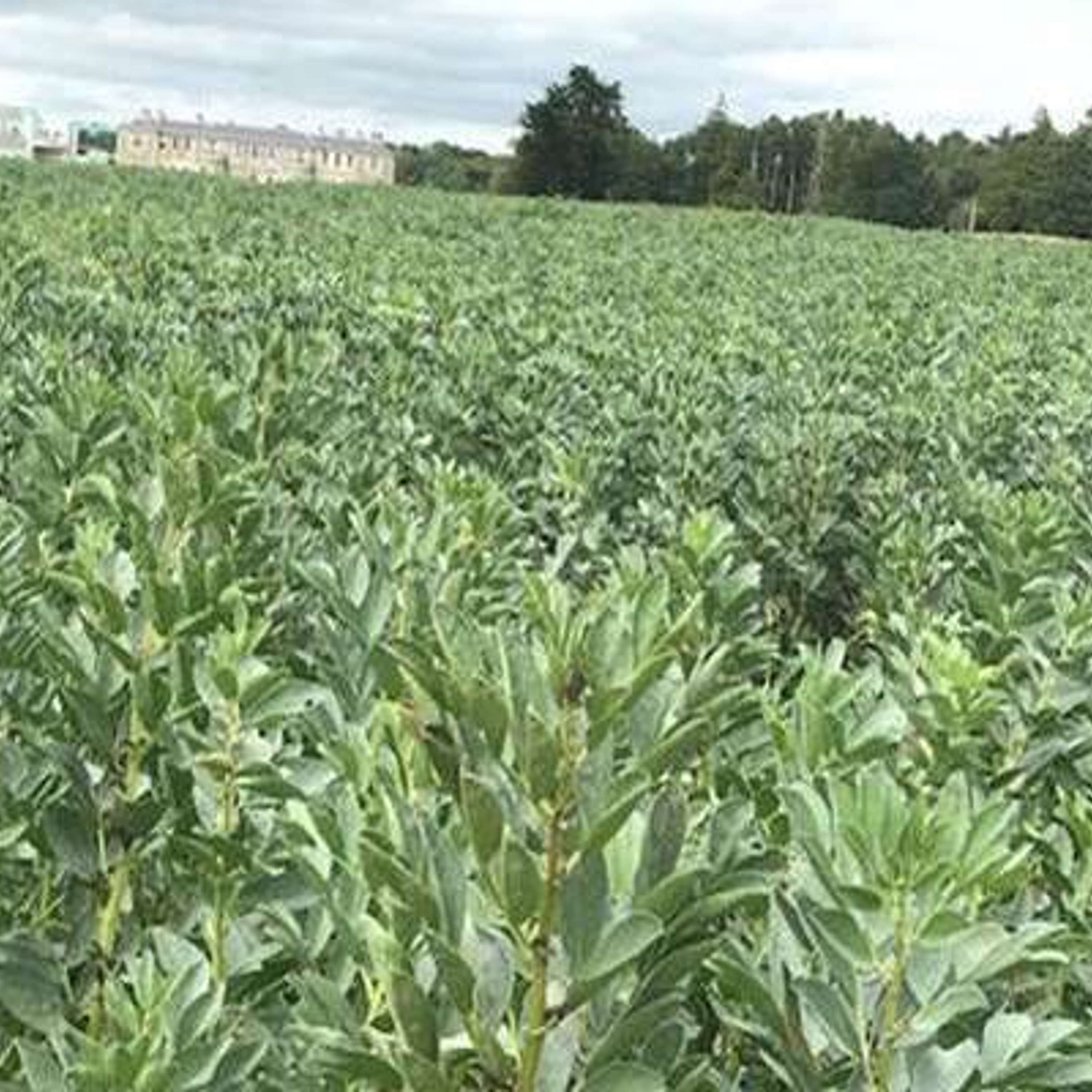 The Potential of Protein Crops Part 2: The existing use of beans in the ...