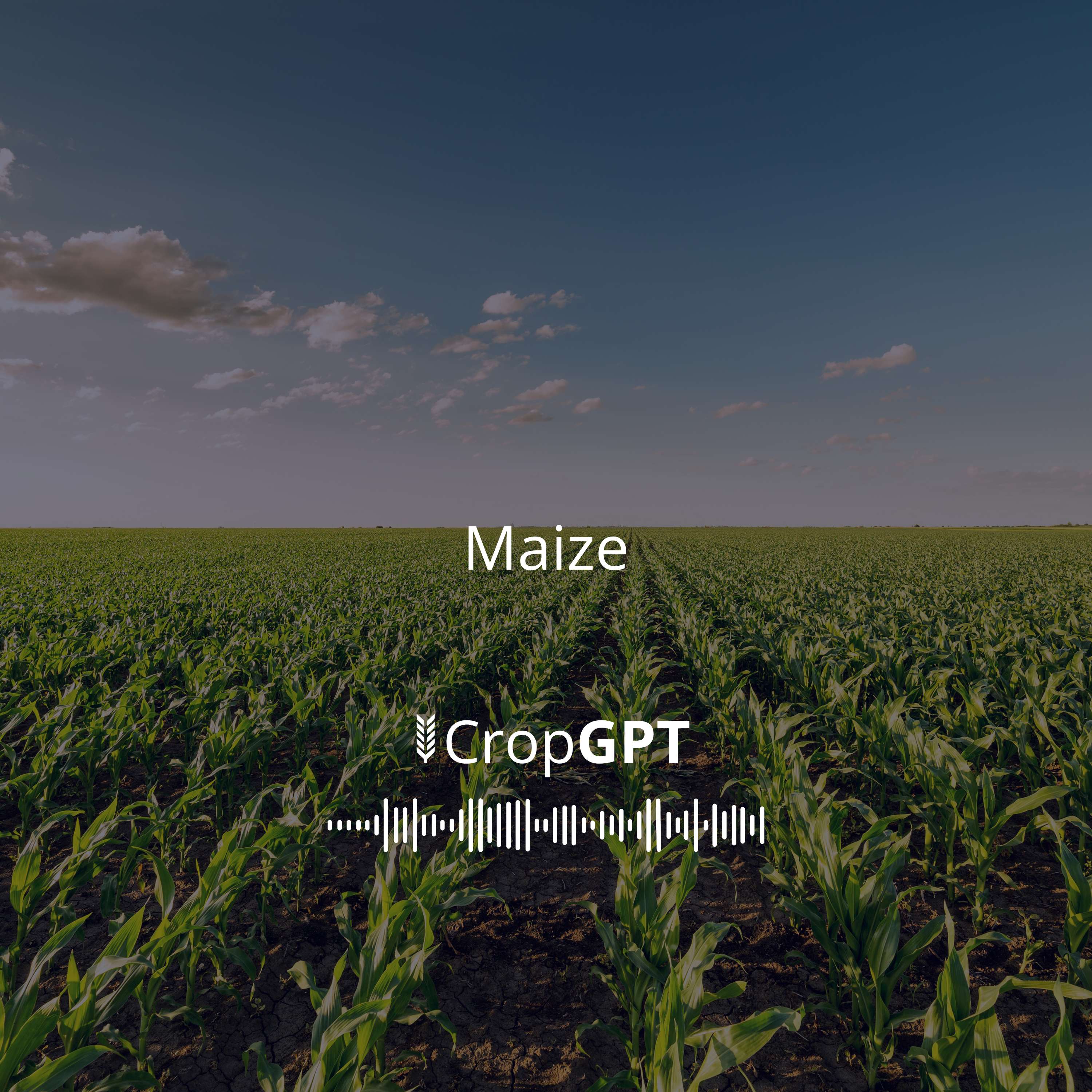 CropGPT - Maize - Week 2 - by Rob Weston