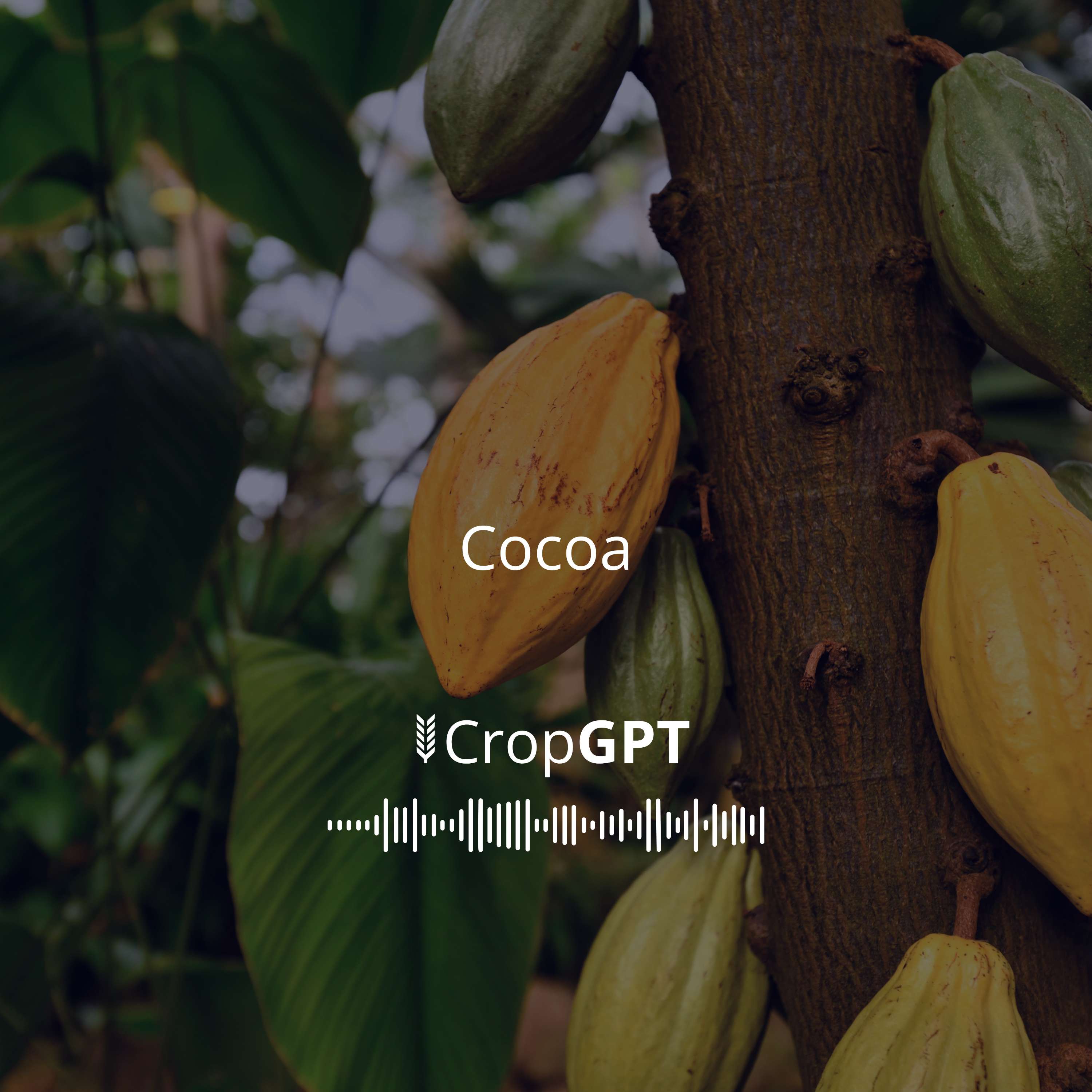 CropGPT - Cocoa - Week 46 - by Rob Weston