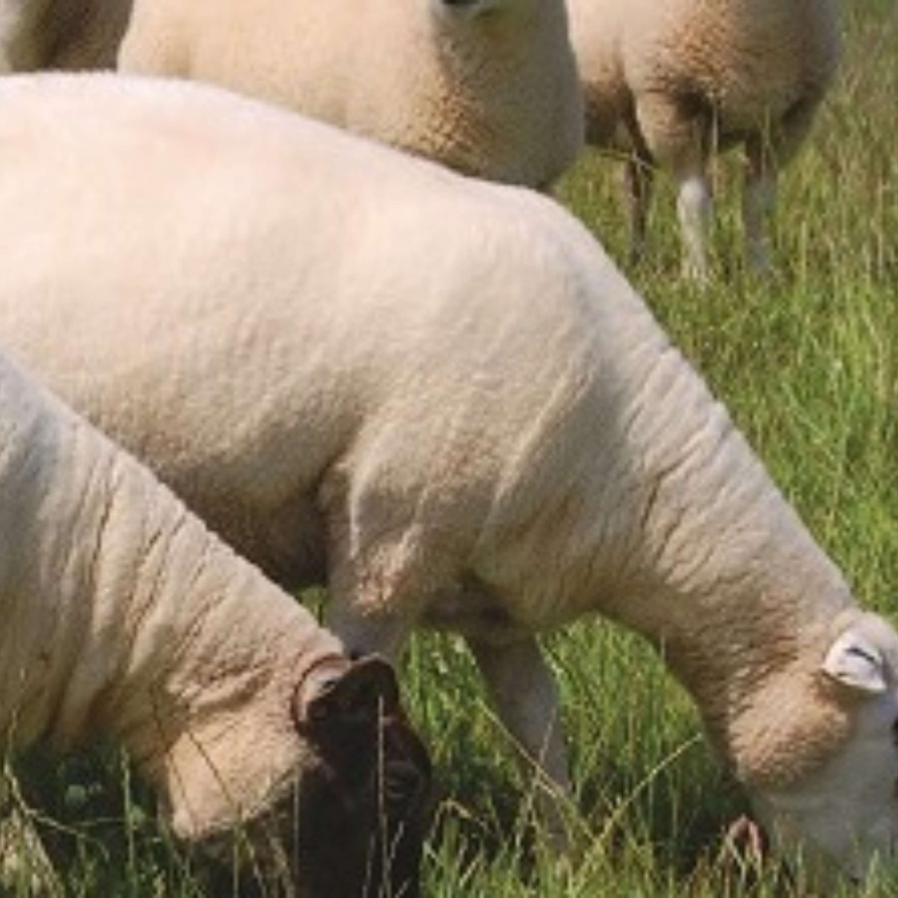 Haemonchus contortus: a parasite challenge to be aware of in sheep ...