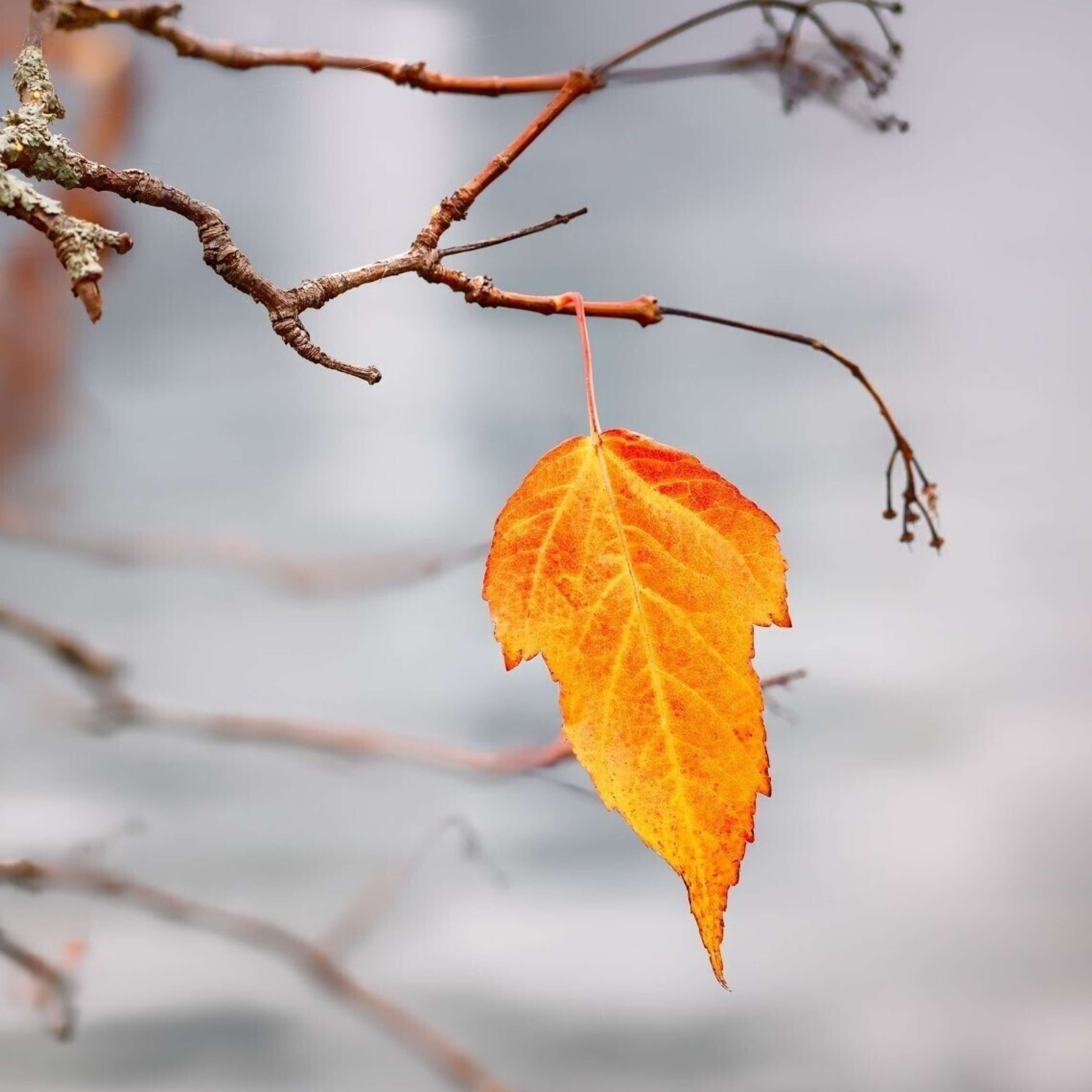 THE LAST LEAF by O. Henry – Wordplay: Theater for the Ear and the ...