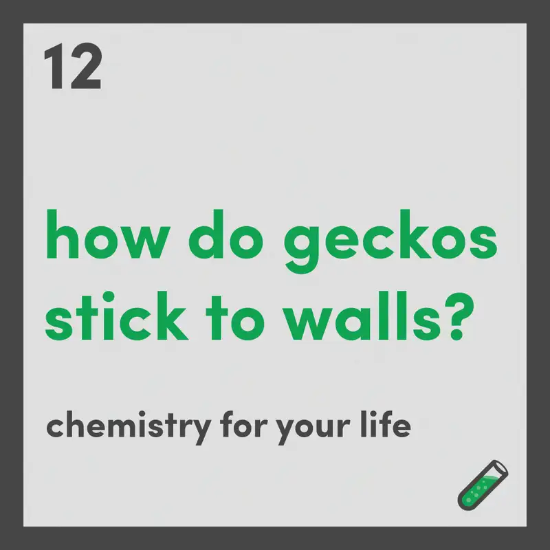 Chemistry For Your Life | How do geckos stick to walls?