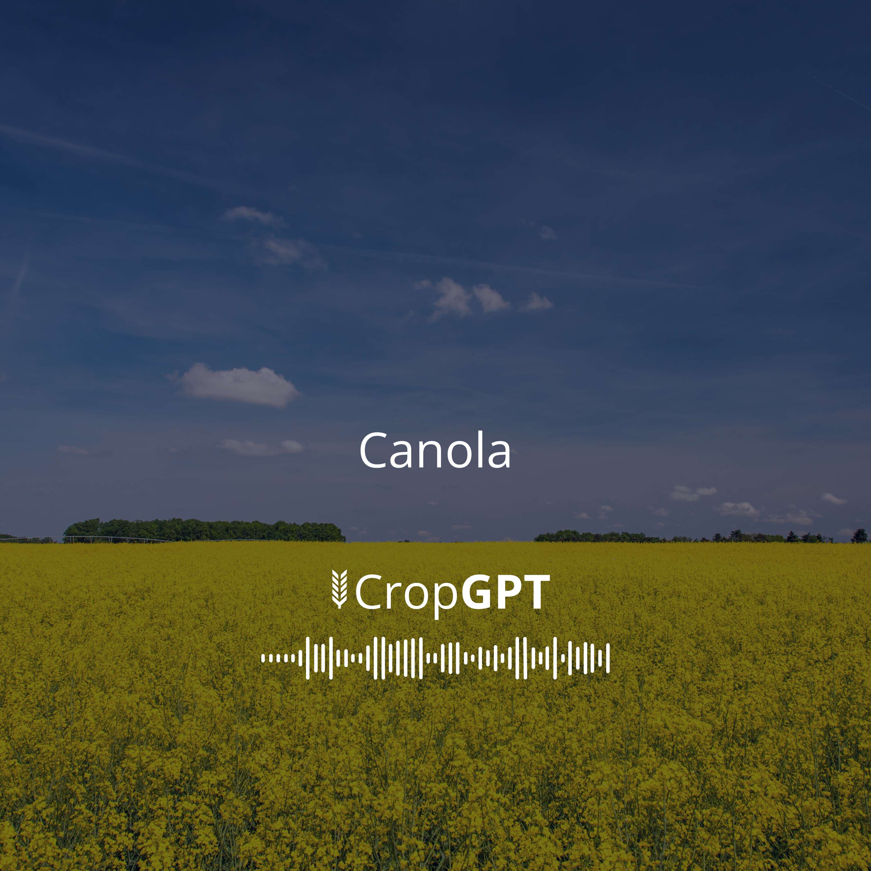 CropGPT - Canola - Week 5 - by Rob Weston