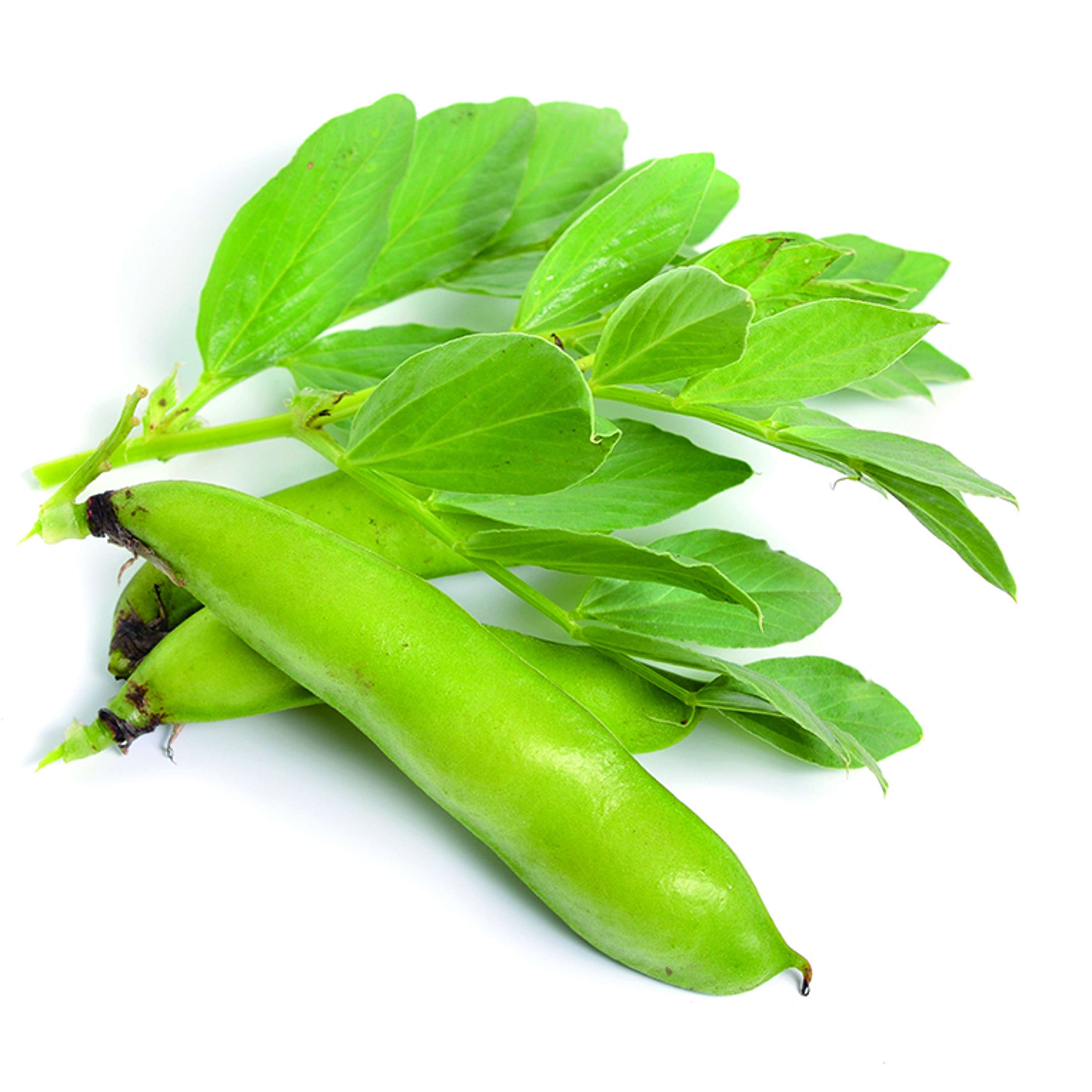 The Potential of Protein Crops Part 3: How to increase the value of ...