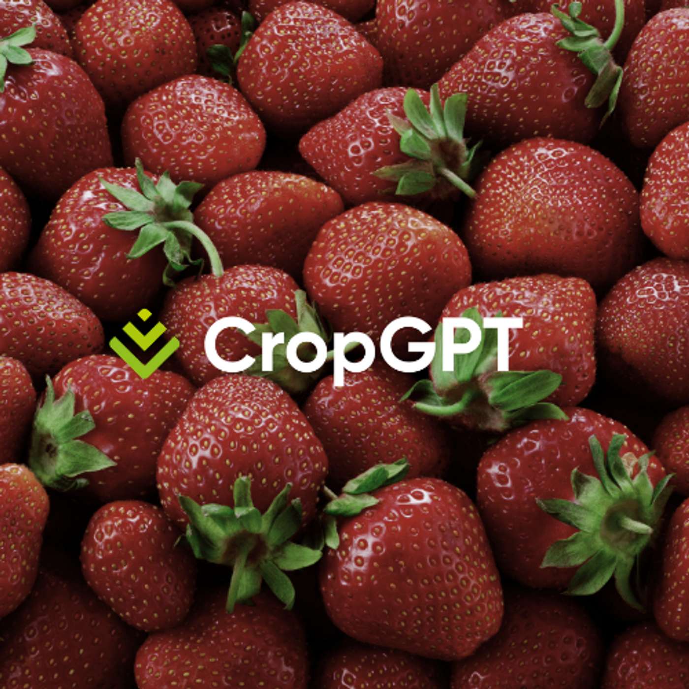 Mexico's Strawberry Revolution: From Michoacán to the American Market ...