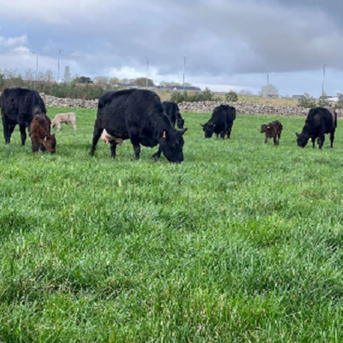 The main drivers of Greenhouse Gases on beef farms & how to reduce them ...
