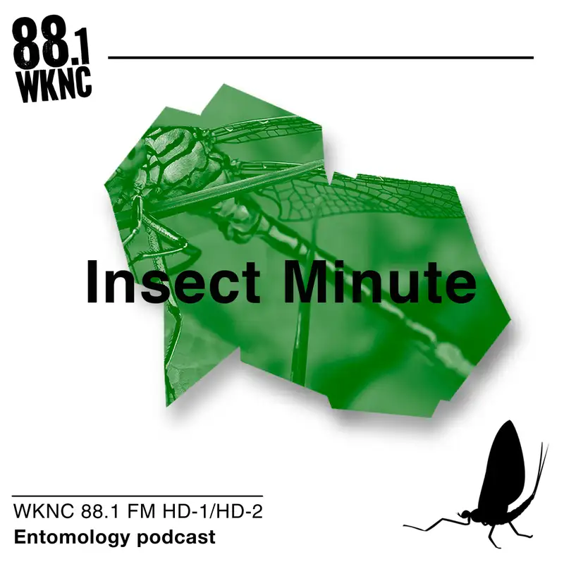 Insect Minute | All Episodes