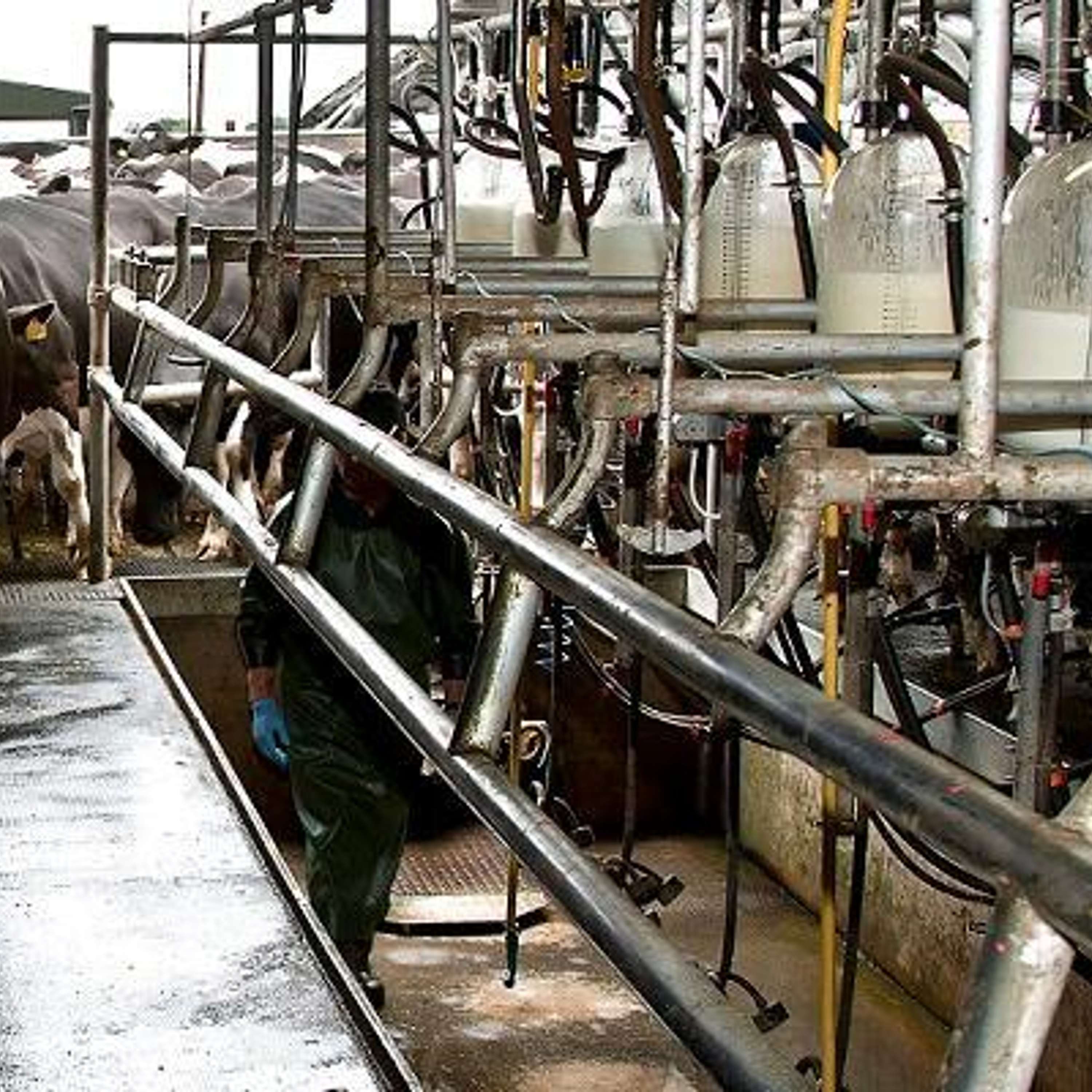 Milk residues and how to avoid them – The Dairy Edge – Podcast – Podtail