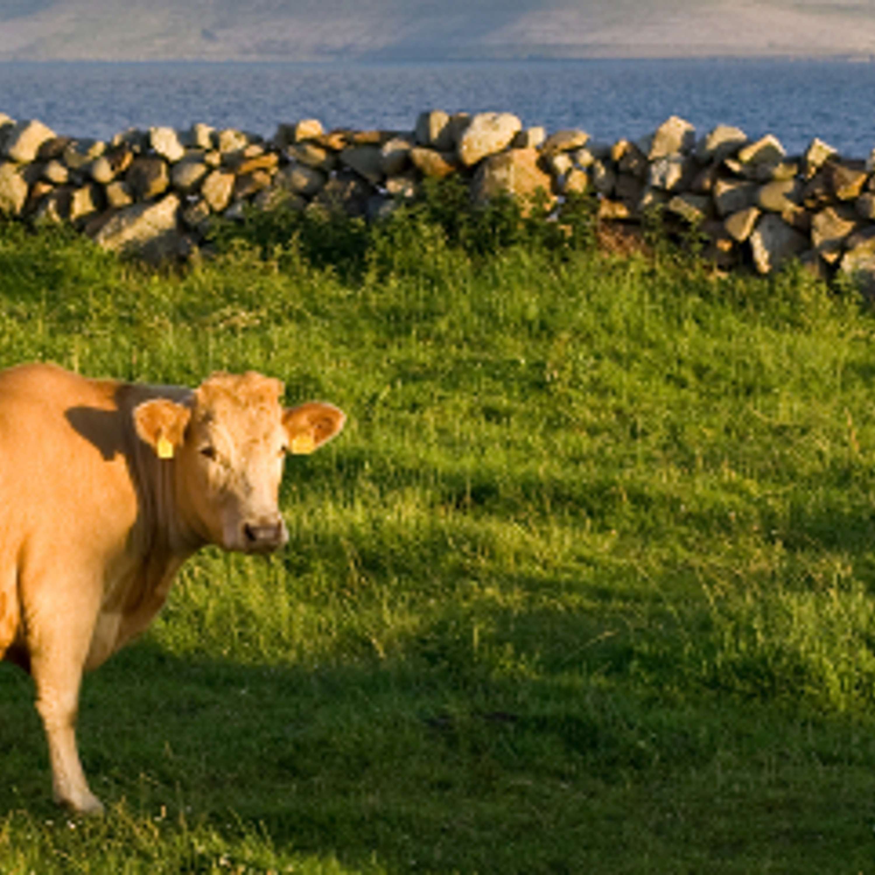 The Key Steps to Consider in Conversion to Organic - The Beef Edge ...